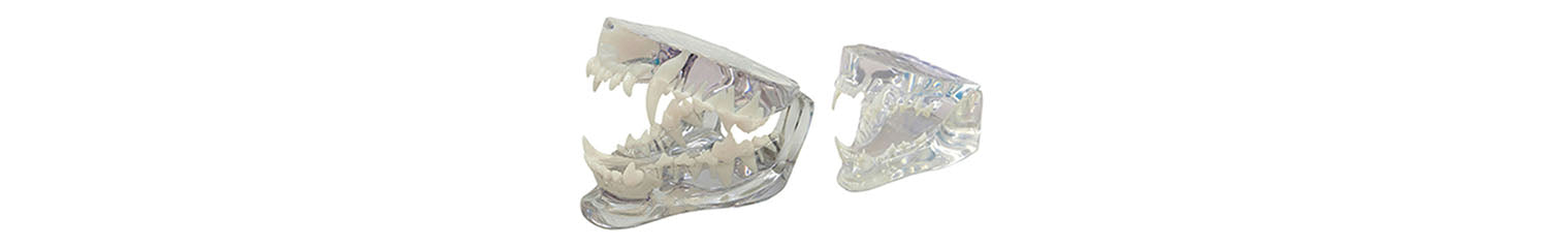 Canine, Feline, Rabbit Veterinary Dental Models | Serona Animal Health