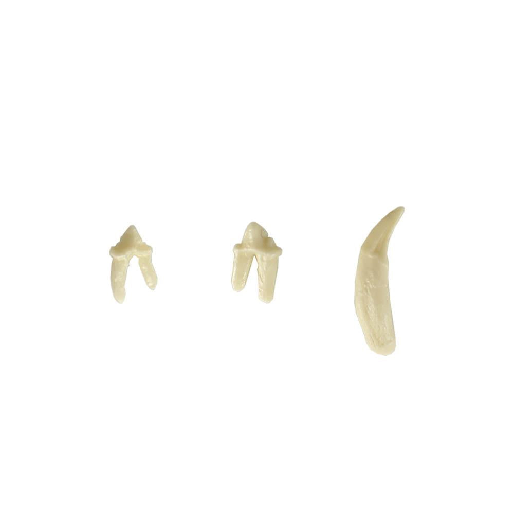 Dentoform Replacement Teeth l Veterinary Dental Products